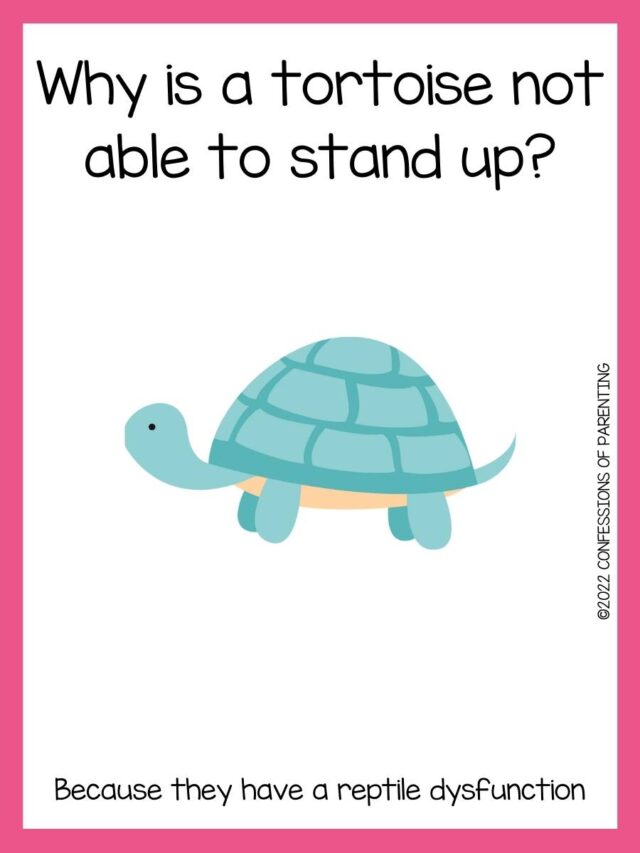 70 Toadly Awesome Turtle Jokes For Kids
