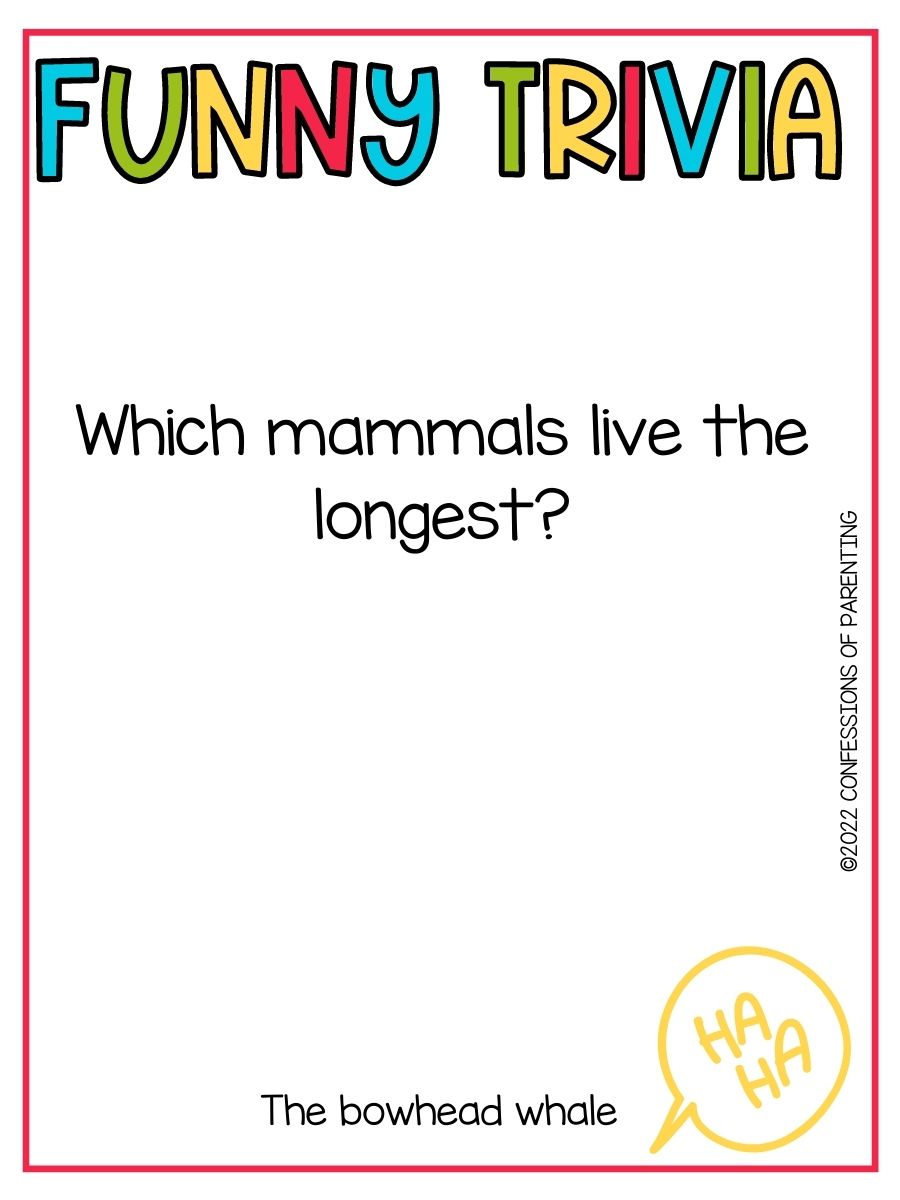 Best Funny Trivia Questions for Kids