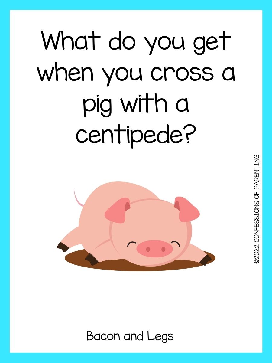 100 of the Best Pig Jokes to Make You Snort!