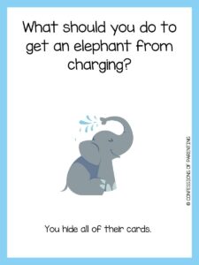 115 Funny Elephant Jokes That Make You LOL