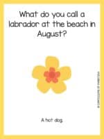 Summer Jokes for Kids – 80+ Clean & Funny Summer Jokes
