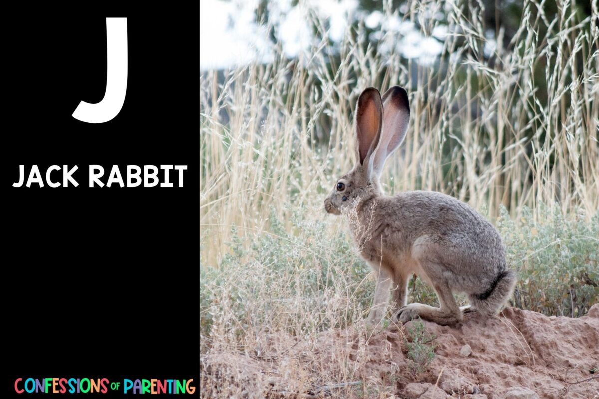 128 Fascinating Animals That Begin with J