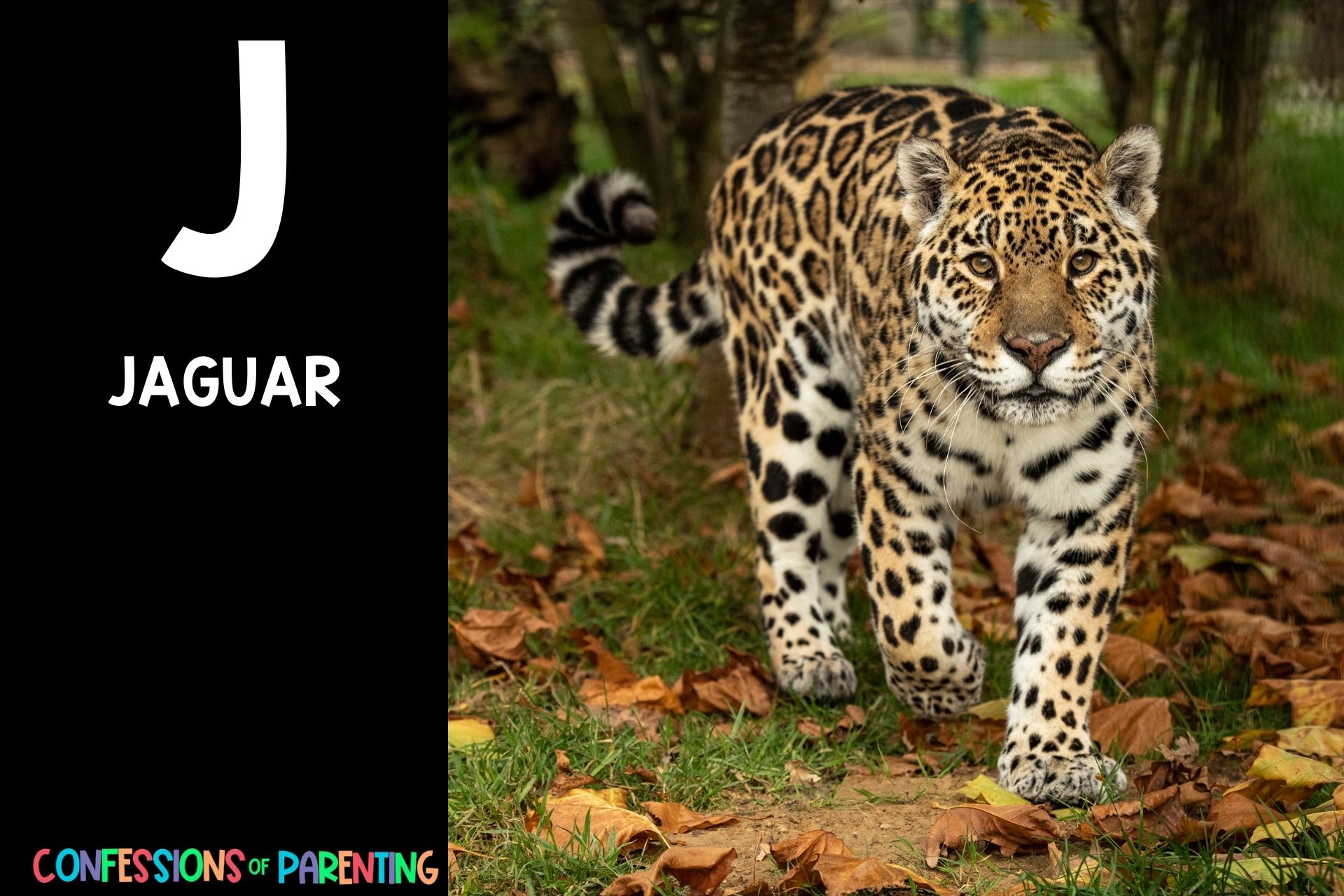 128 Fascinating Animals That Begin with J