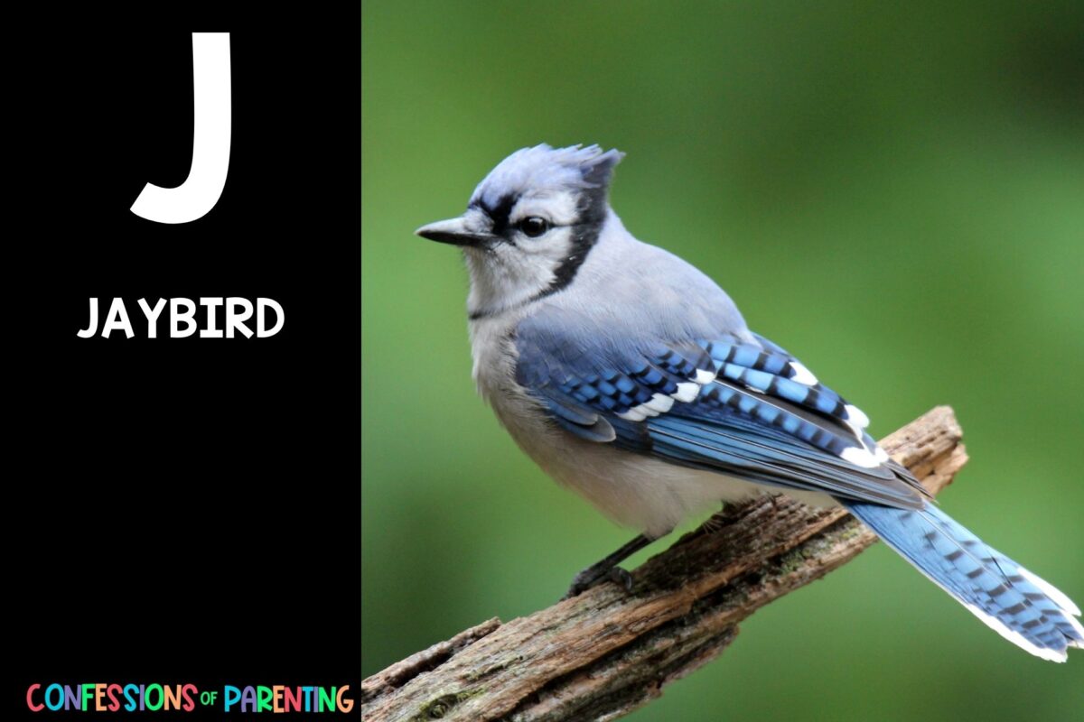 Animals That Start With J, Animals That Start With Letter J – HGSMQY