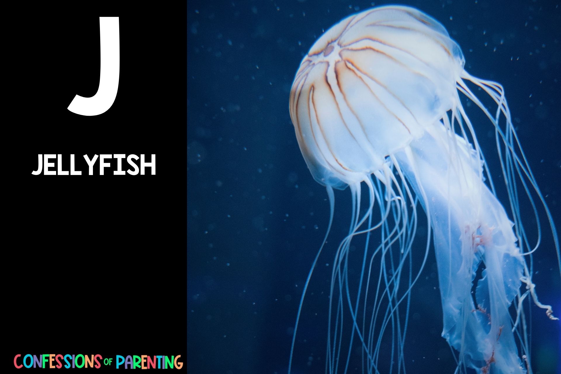 128 Fascinating Animals That Begin with J