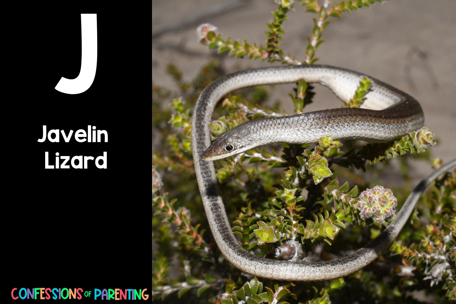 128 Fascinating Animals That Begin with J