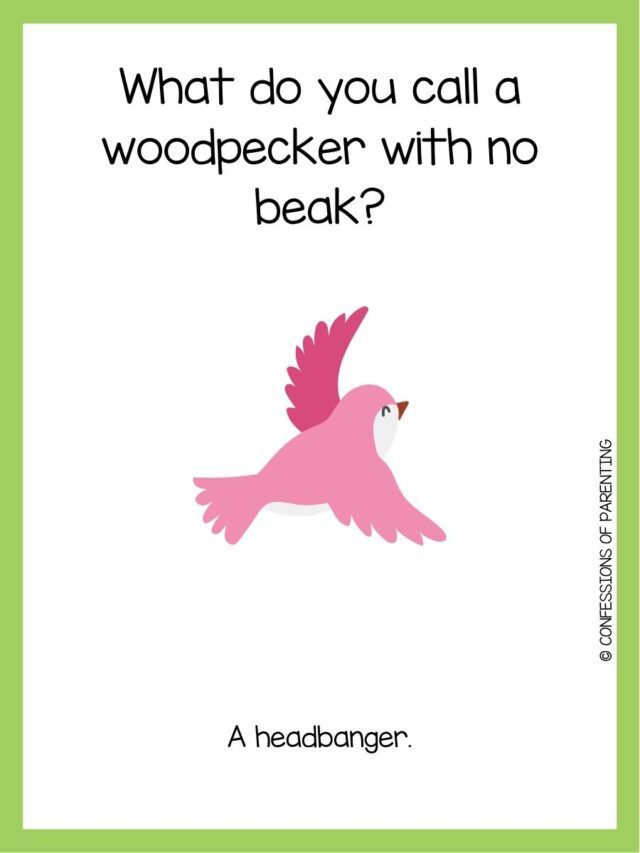 101 Best Bird Jokes That Make You LOL