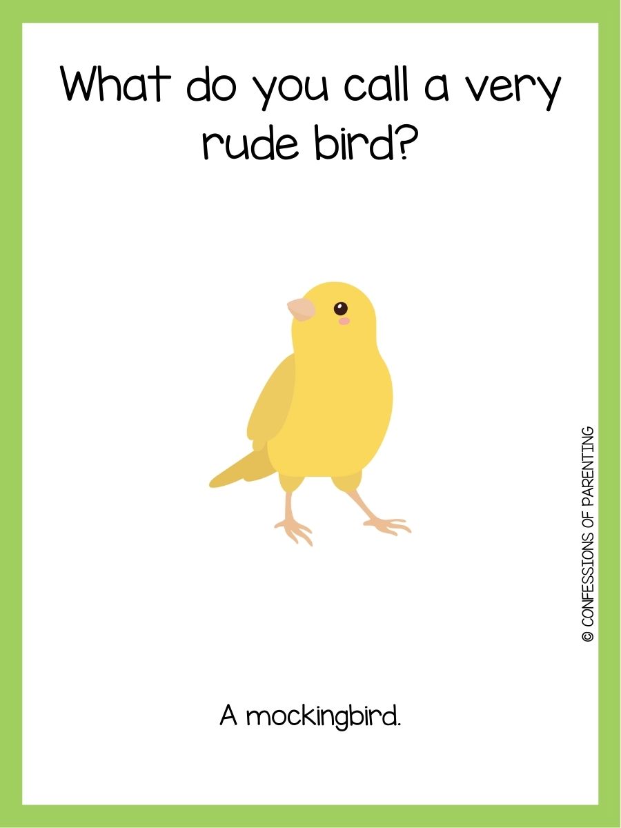 101 Best Bird Jokes That Make You LOL