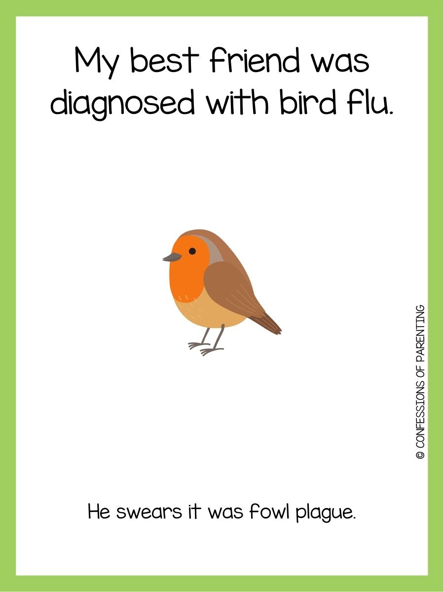 101 Best Bird Jokes That Make You LOL