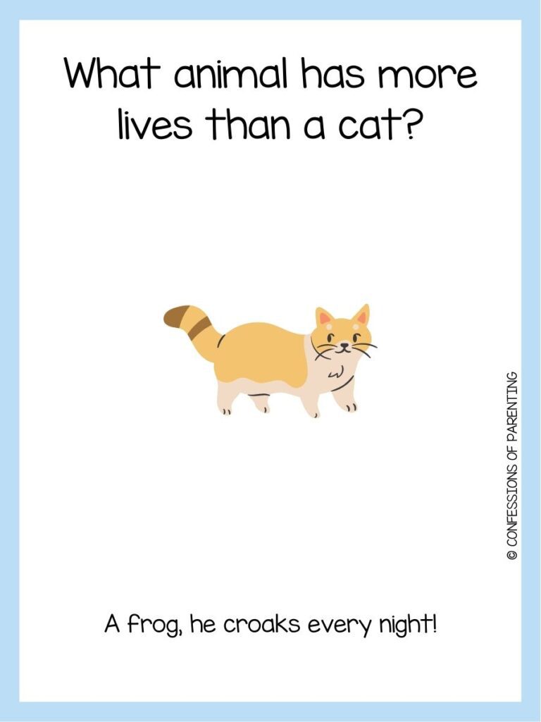 50+ Best Cat Riddles That Will Have You Purring With Delight