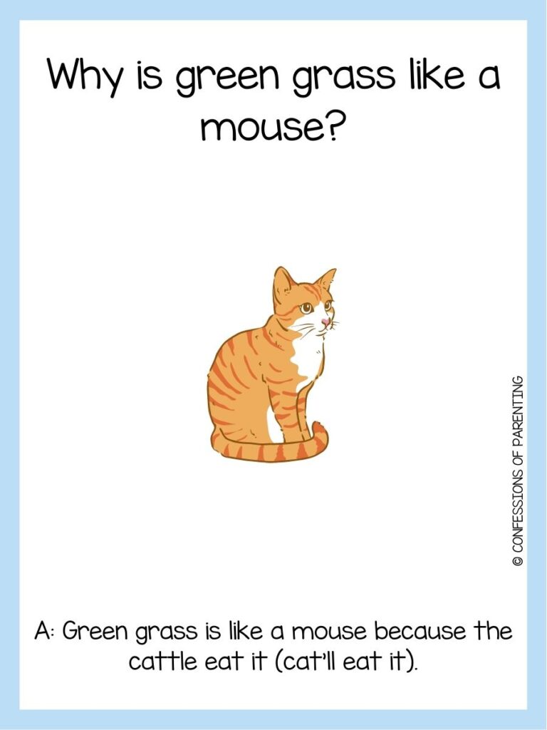 50+ Best Cat Riddles That Will Have You Purring With Delight