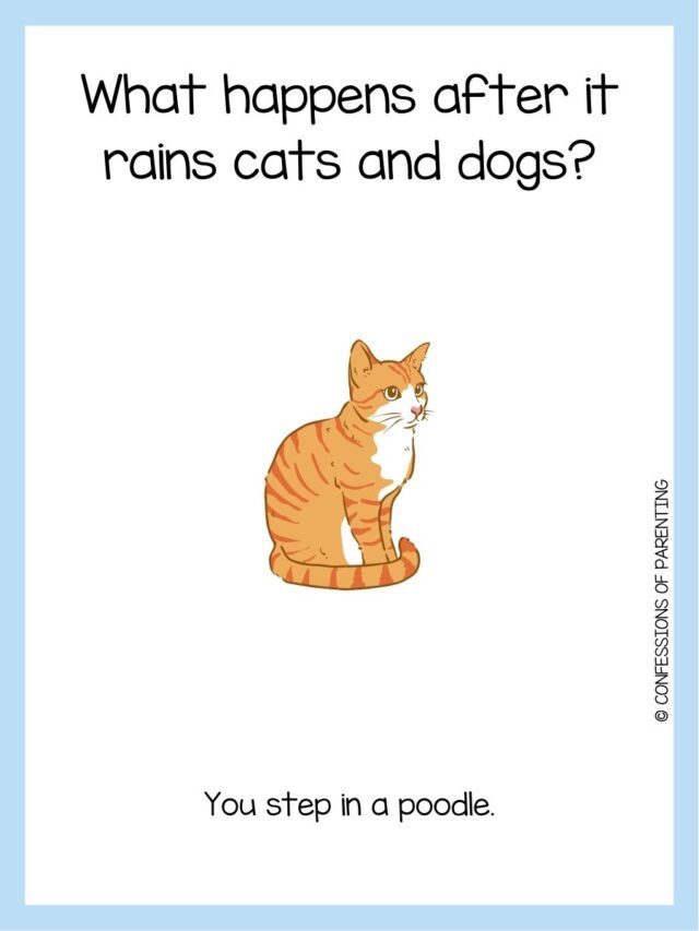 50+ Best Cat Riddles That Will Have You Purring With Delight