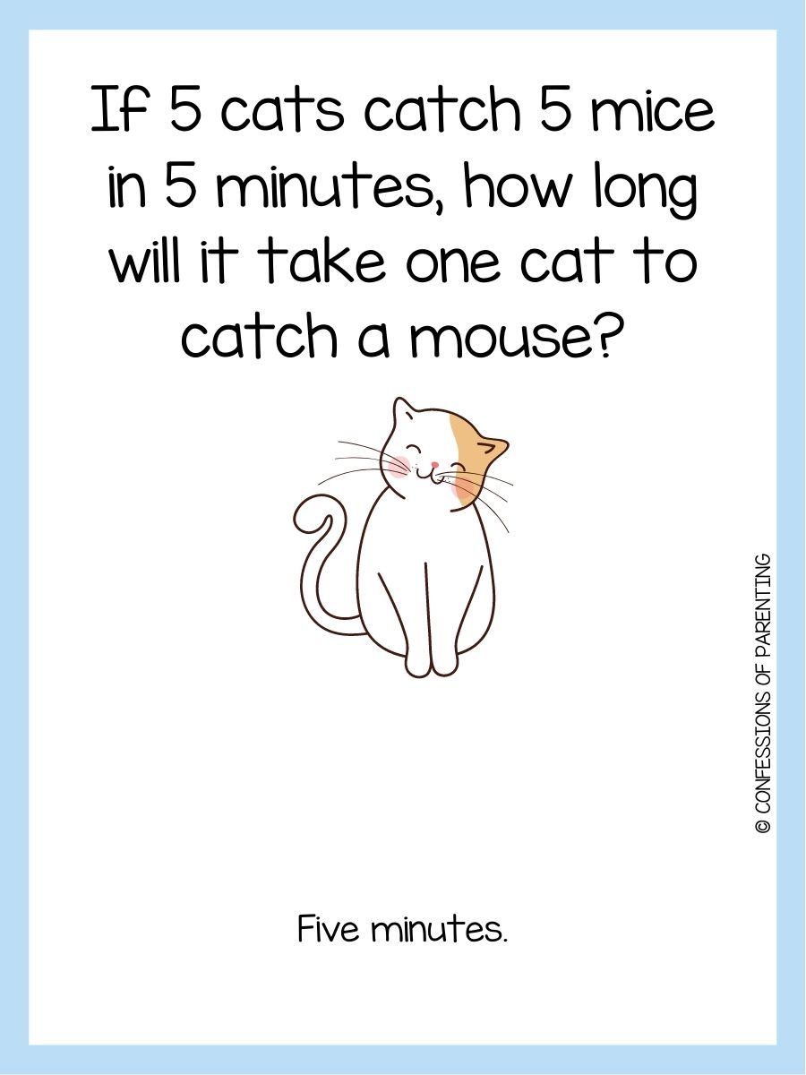 50+ Best Cat Riddles That Will Have You Purring With Delight