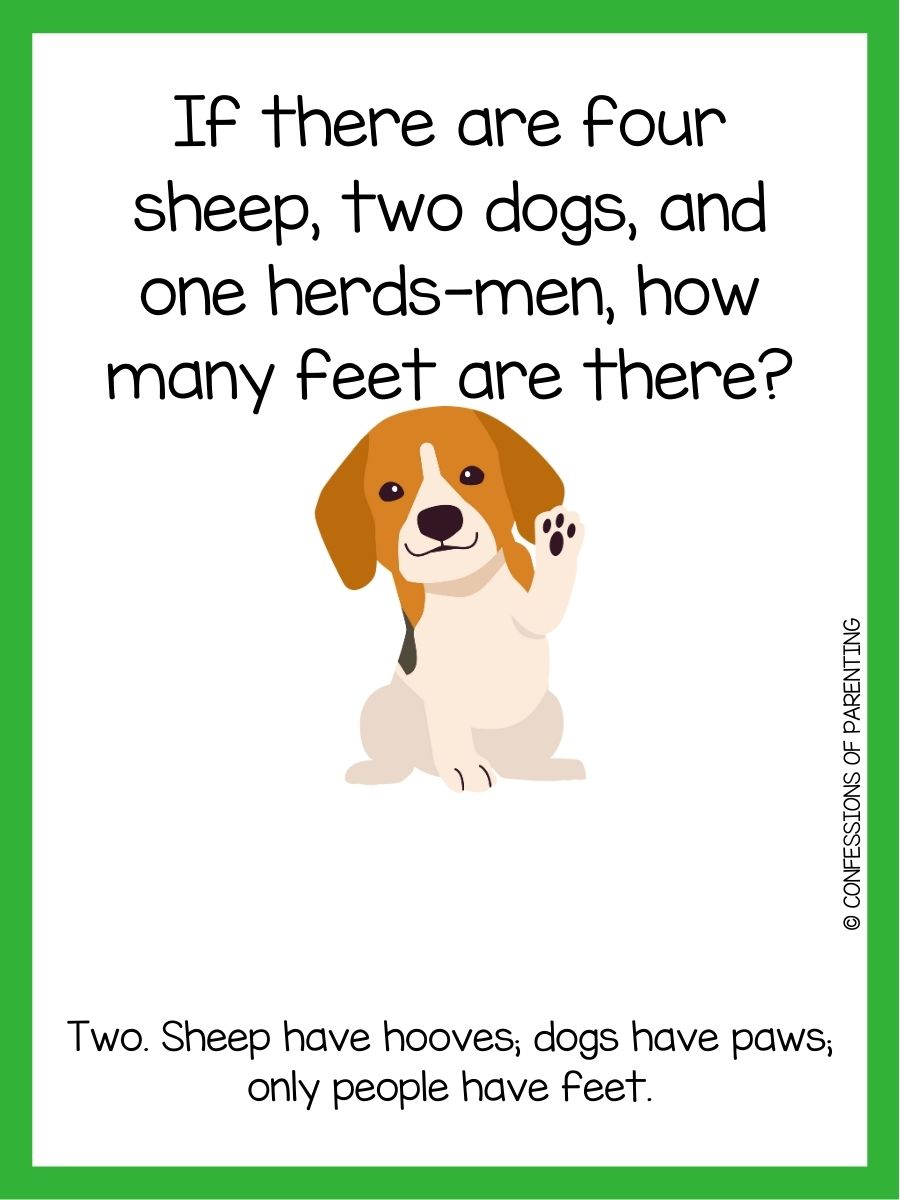 45 Paw-some Dog Riddles That Will Have YOu Wagging Your Tail