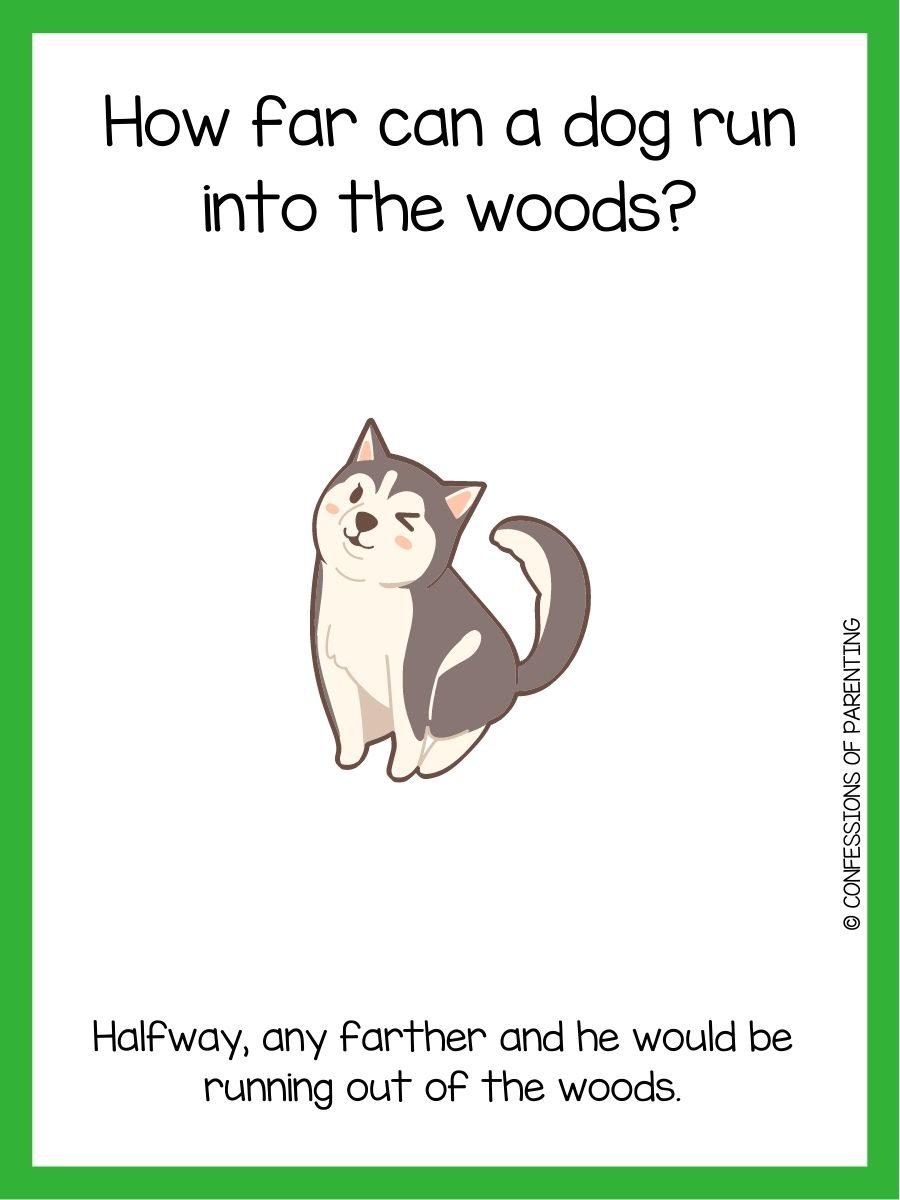 45 Paw-some Dog Riddles That Will Have YOu Wagging Your Tail