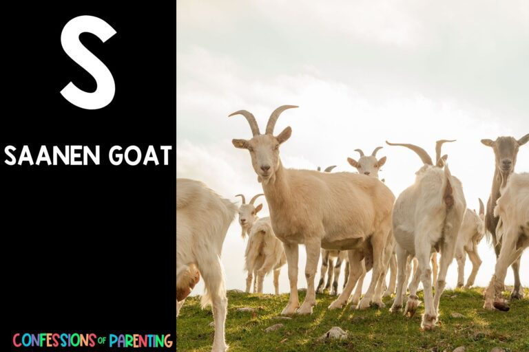 373 Spectacular Animals that Start with S