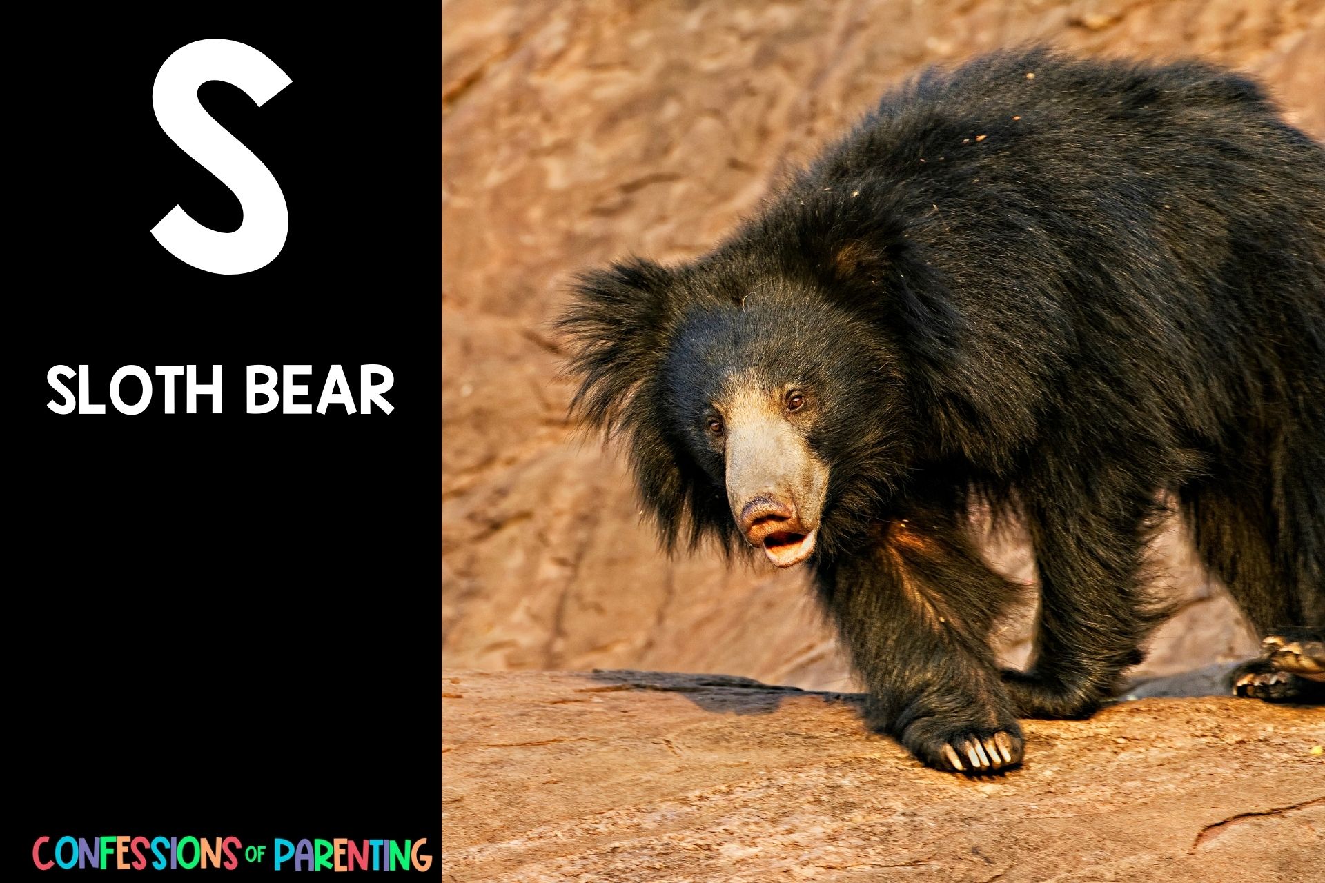 373 Spectacular Animals that Start with S