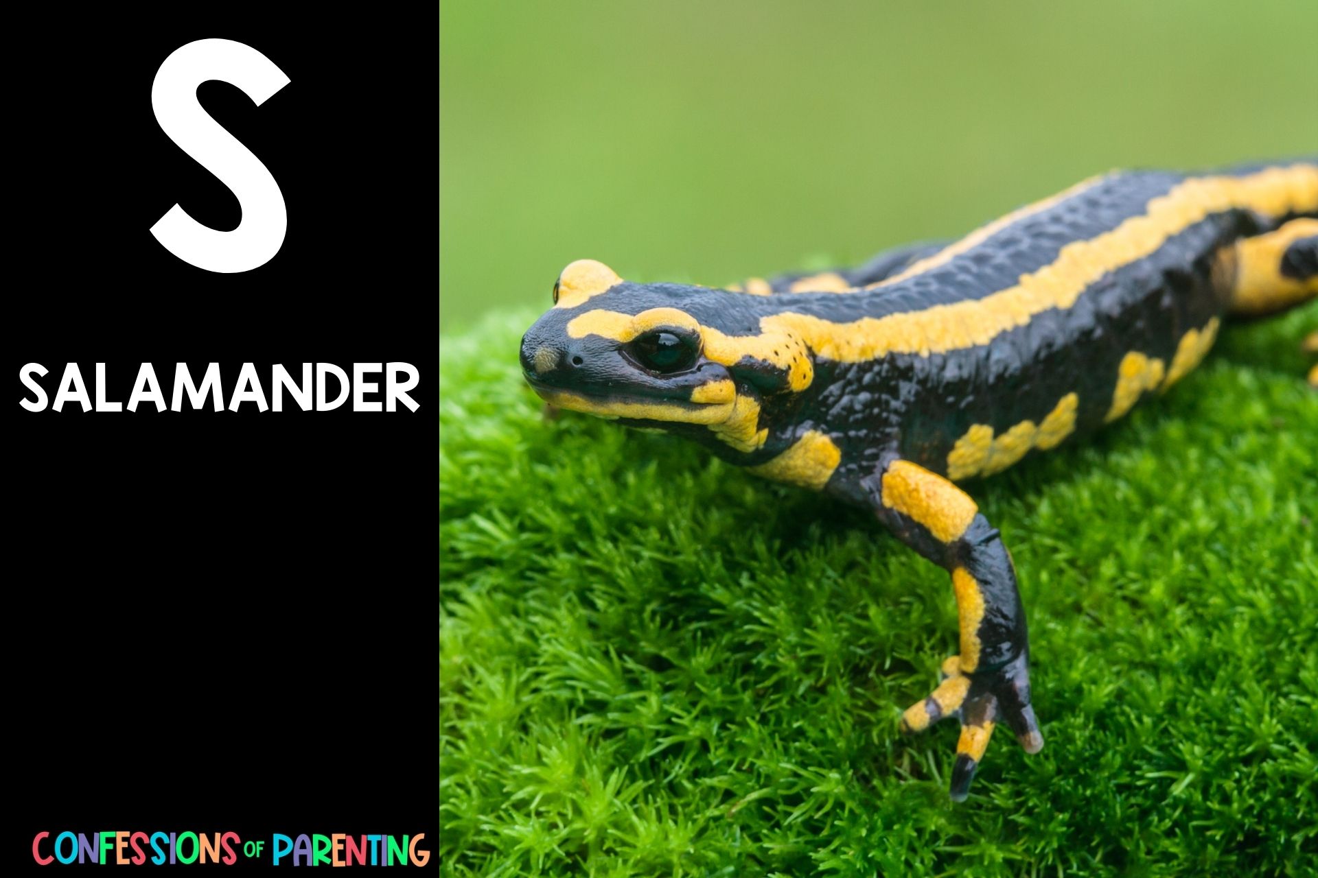 373 Spectacular Animals that Start with S