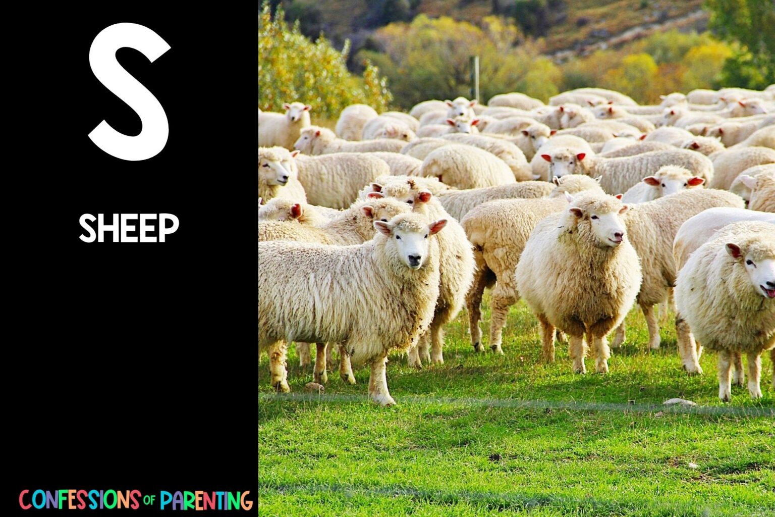 373 Spectacular Animals that Start with S