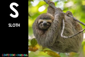 373 Spectacular Animals that Start with S