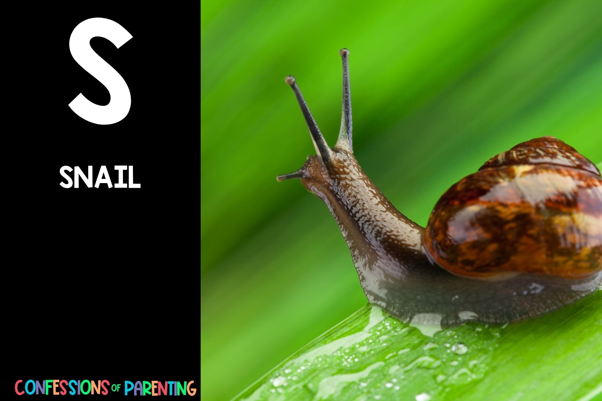 373 Spectacular Animals that Start with S