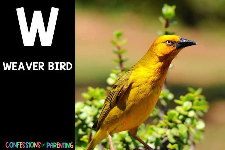 98 Wonderful Animals that Start with W