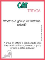 50 Purr-fect Cat Trivia Questions and Answers