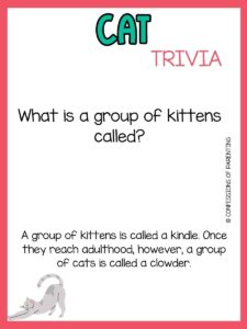 50 Purr-fect Cat Trivia Questions and Answers