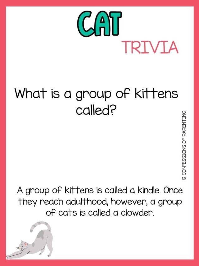 50 Purr-fect Cat Trivia Questions and Answers