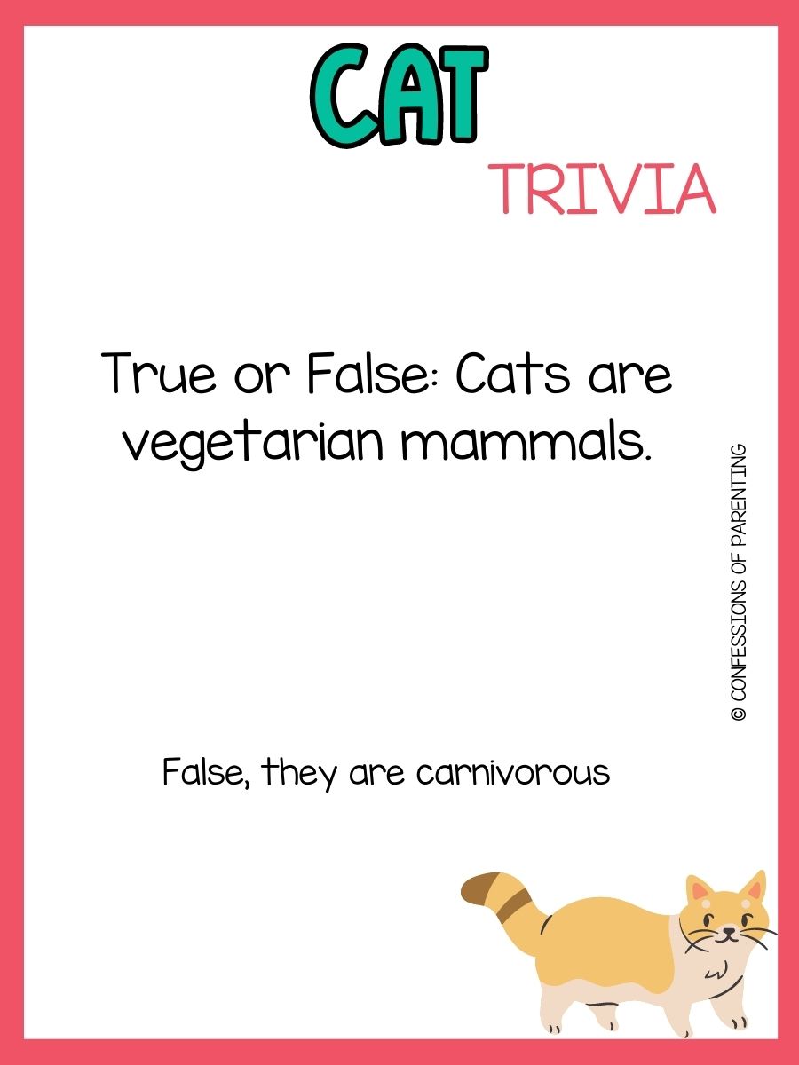 50 Purr-fect Cat Trivia Questions and Answers