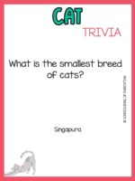 50 Purr-fect Cat Trivia Questions and Answers