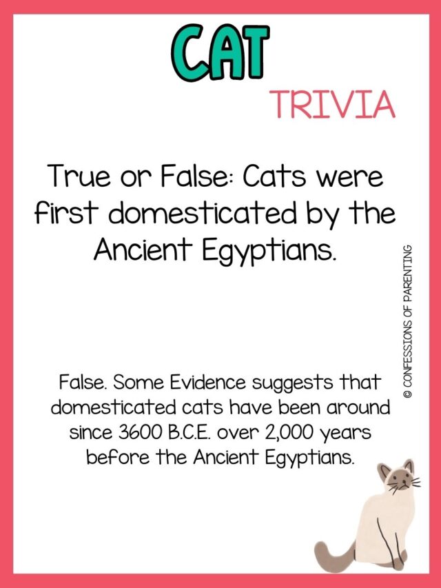 50 Purr-fect Cat Trivia Questions and Answers