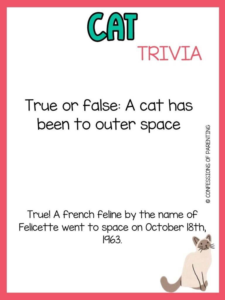 50 Purr-fect Cat Trivia Questions and Answers
