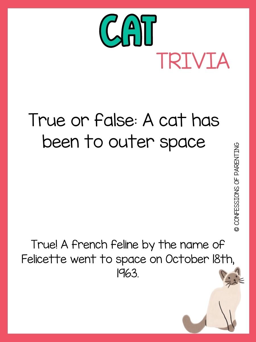 50 Purr-fect Cat Trivia Questions and Answers