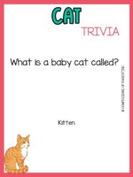 50 Purr-fect Cat Trivia Questions and Answers