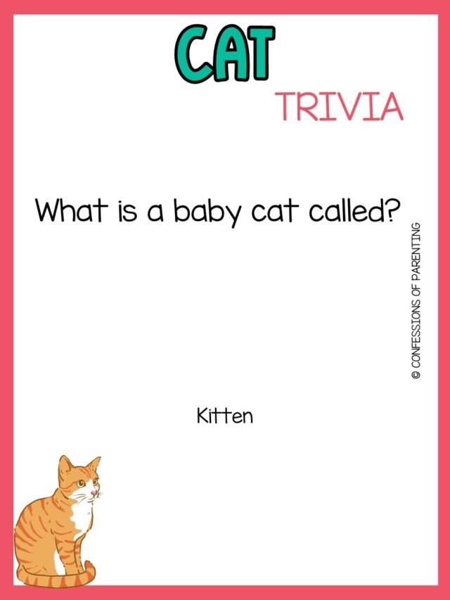 50 Purr-fect Cat Trivia Questions and Answers