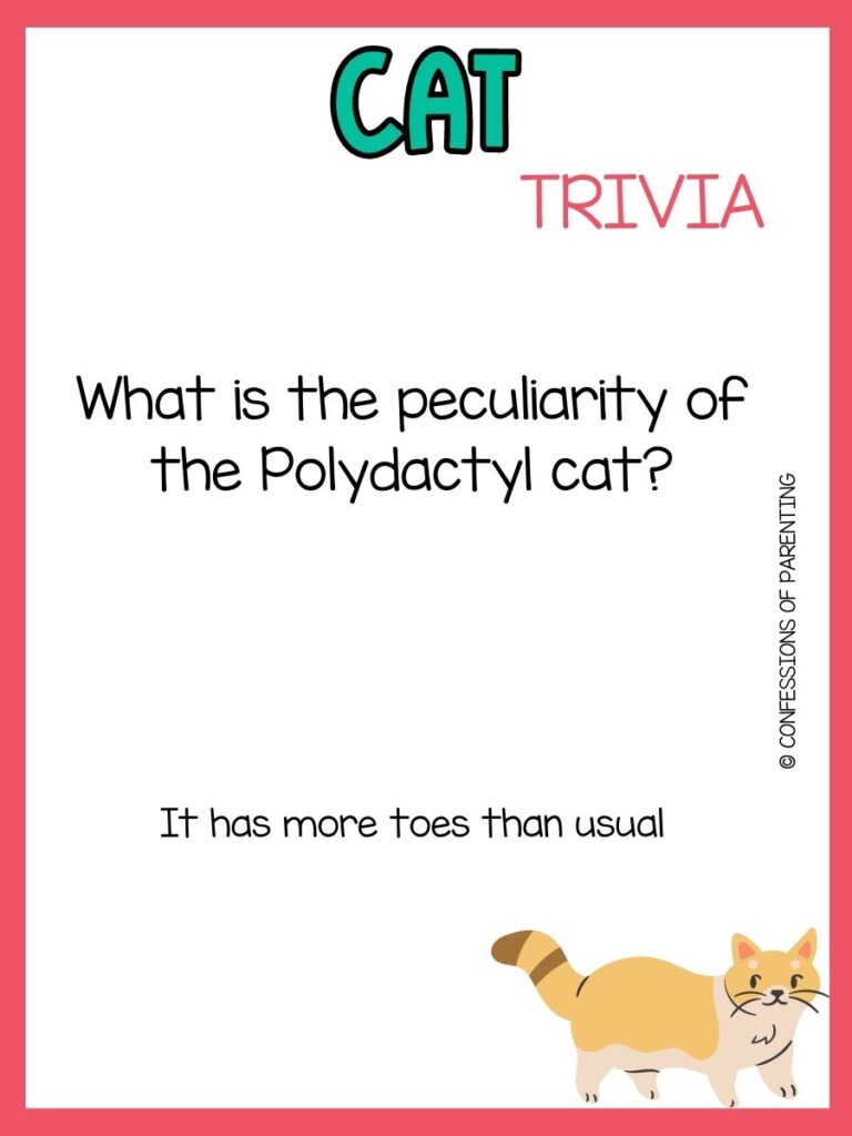 50 Purr-fect Cat Trivia Questions and Answers