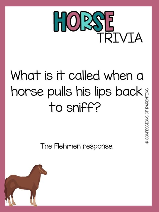 98 Horse Trivia Questions and Answers Perfect for Your Little Equestrian