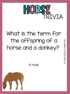 98 Horse Trivia Questions and Answers Perfect for Your Little Equestrian