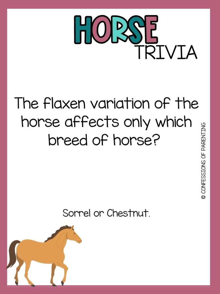 98 Horse Trivia Questions and Answers Perfect for Your Little Equestrian