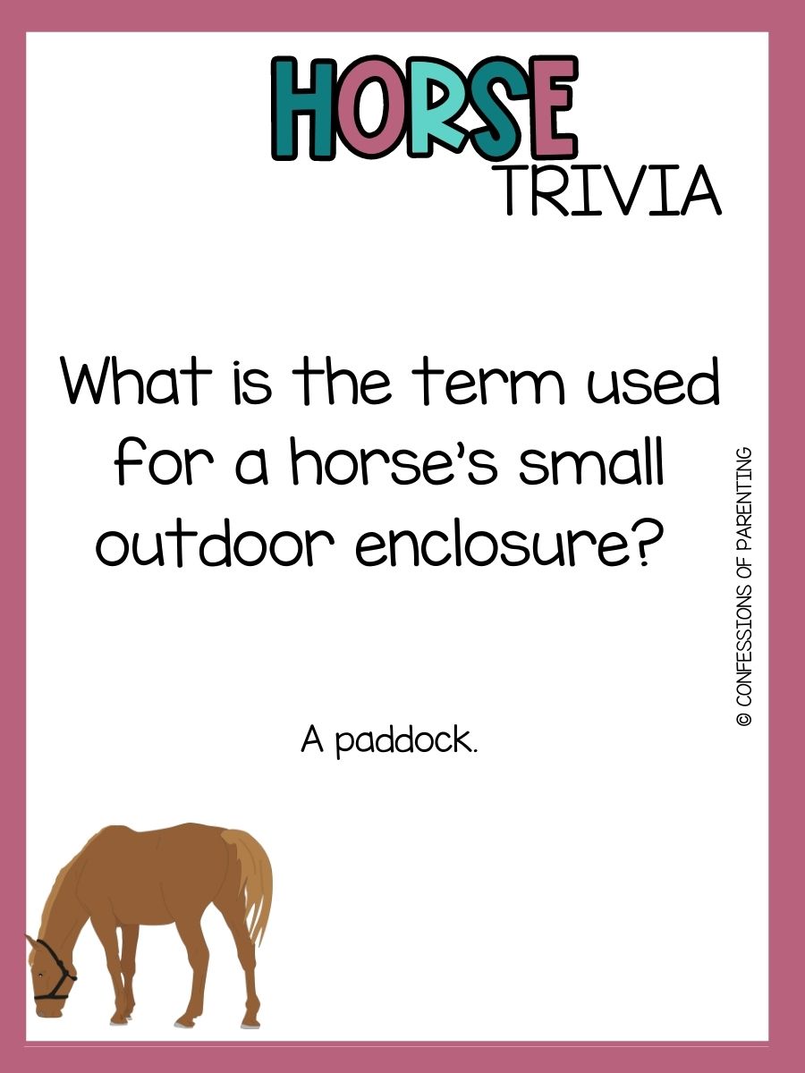 98 Horse Trivia Questions and Answers Perfect for Your Little Equestrian
