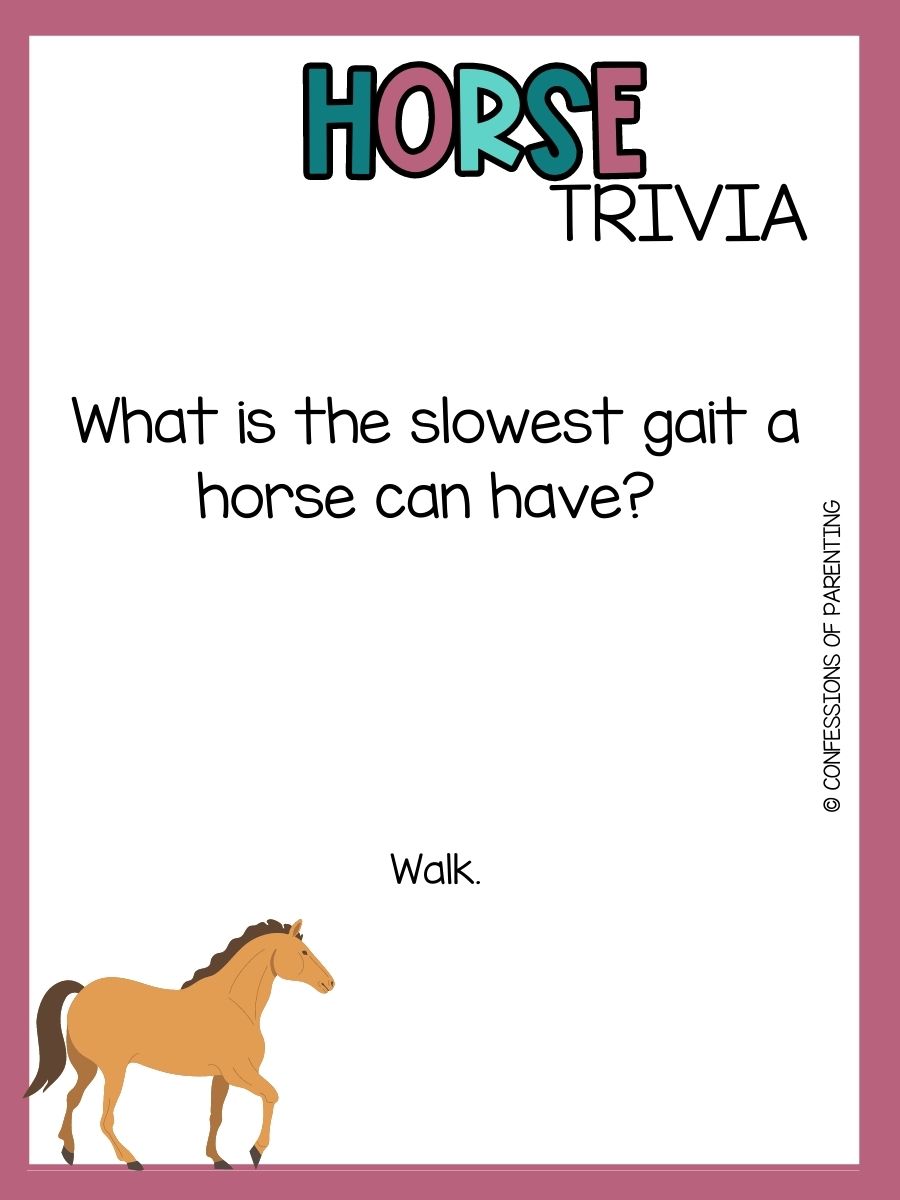 98 Horse Trivia Questions and Answers Perfect for Your Little Equestrian