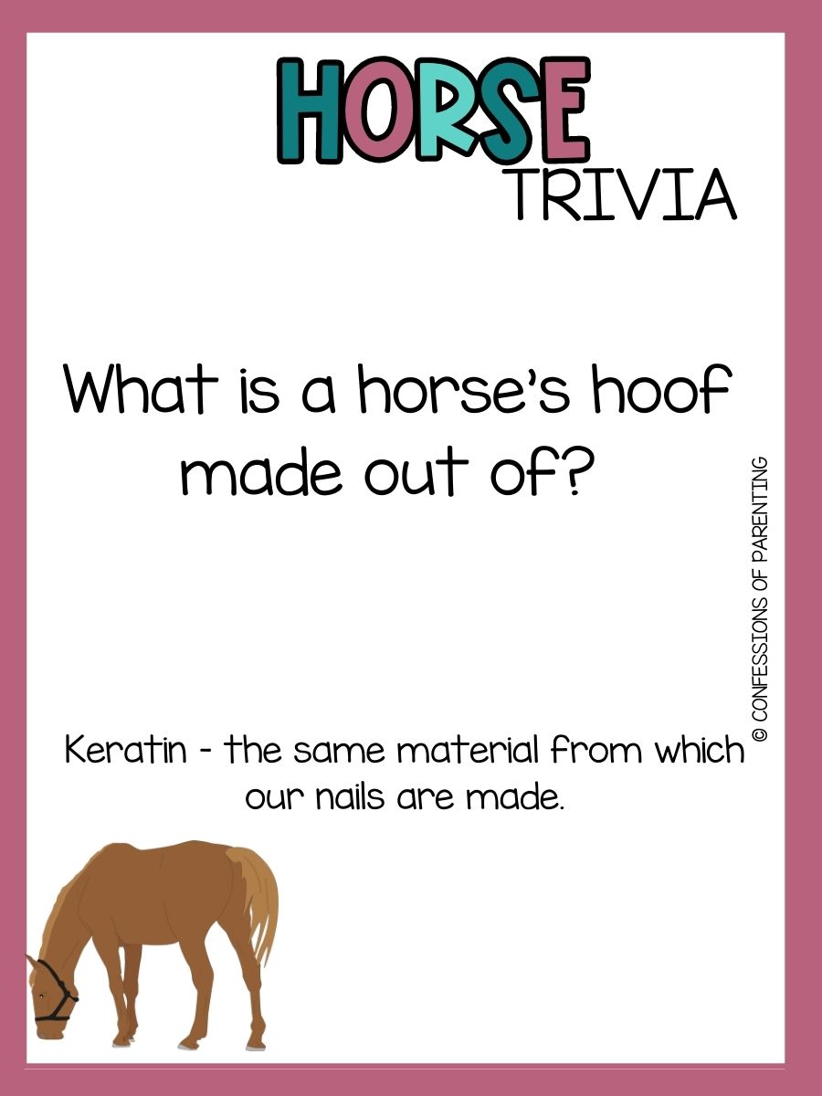 98 Horse Trivia Questions and Answers Perfect for Your Little Equestrian