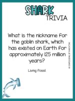 63 Jaw-some Shark Trivia Questions and Answer