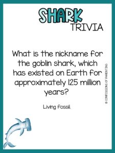 63 Jaw-some Shark Trivia Questions and Answer