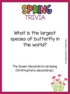 100 Best Spring Trivia Questions and Answers