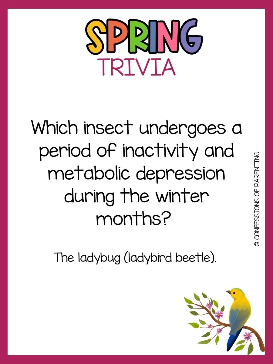 100 Best Spring Trivia Questions and Answers