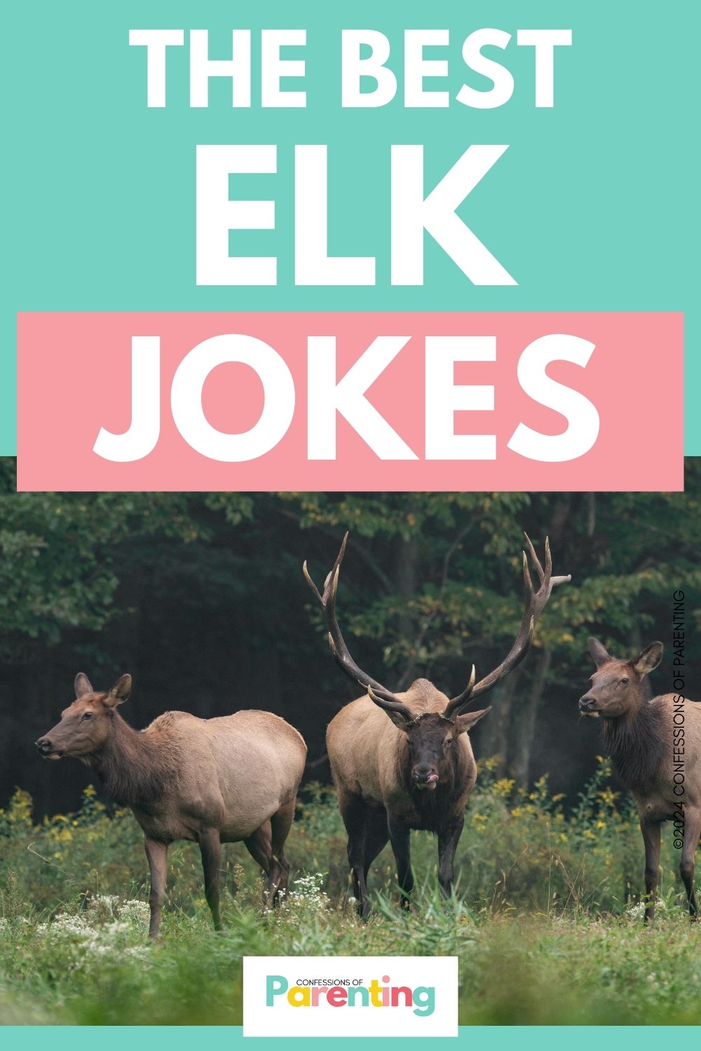 Best Elk Jokes – 120+ Funny Elk Jokes for Kids