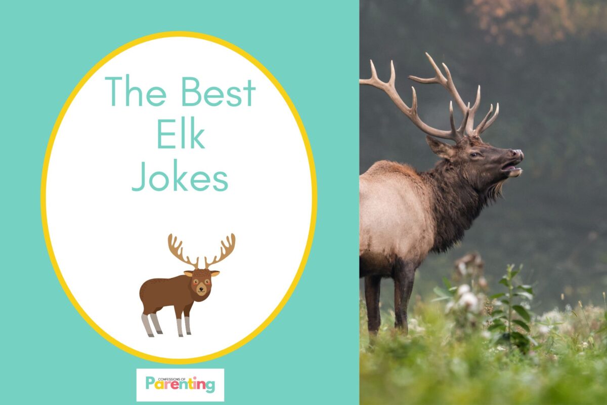 Best Elk Jokes – 120+ Funny Elk Jokes for Kids