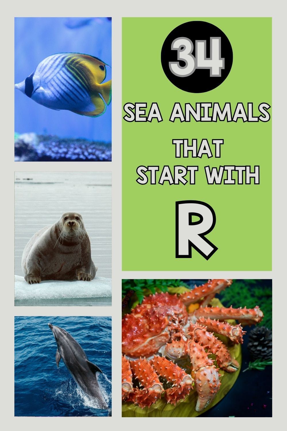 34 Fun Sea Animals That Start With R [Plus Facts]
